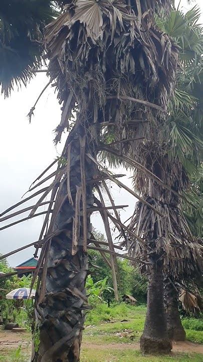 ដើមត្នោត Cambodiatourism Fbreelsvideo Travel ទេសចរណ៌ក្នុងស្រុក Youtube