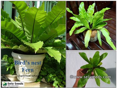 Birds Nest Fern Asplenium Nidus 15cm 20cm Size Potted Plant Sela Seeds