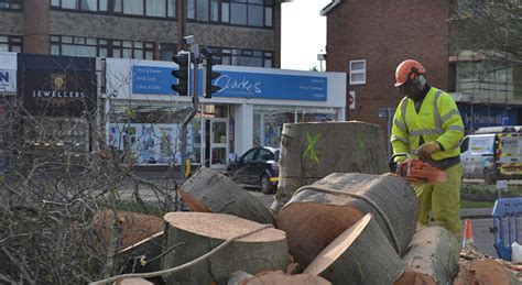 The Ethics Of Tree Removal