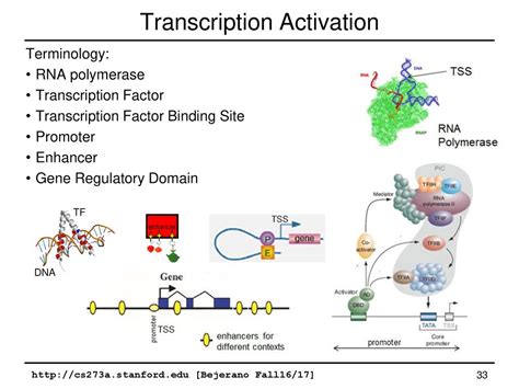 Cs273a Lecture 9 Gene Regulation Ii Ppt Download