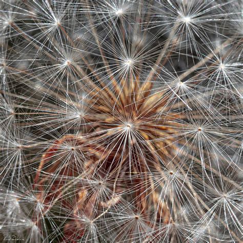 Radial Abstract Nature Critiques Nature Photographers Network