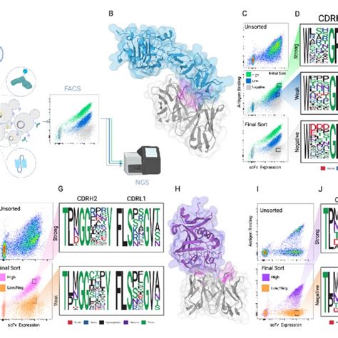 Design And Screening Of Yeast Display Antibody Scfv Libraries A