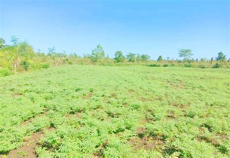 ငဖဲမြို့နယ်၌ ယခုဆောင်းသီးနှံစိုက်ပျိုးရာသီတွင် ပဲမျိုးစုံ ၆ ၃ ဧက စိုက်ပျိုးပြီးစီးကာ လျာထားချက