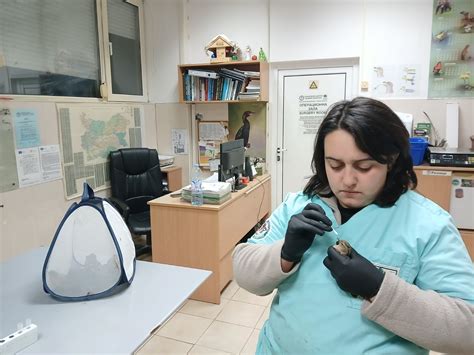 Броят на мъртвите птици стана 1007 а на живите 31 от които 6 вече са мъртви след като