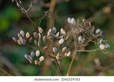 Thousand Wild Parsnip Royalty Free Images Stock Photos Pictures Shutterstock
