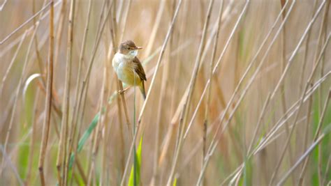 Warbler Bird Song Identifier Cumbria Wildlife Trust