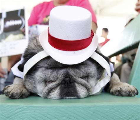 ყველაზე მახინჯი ძაღლები ბევრი ფოტო