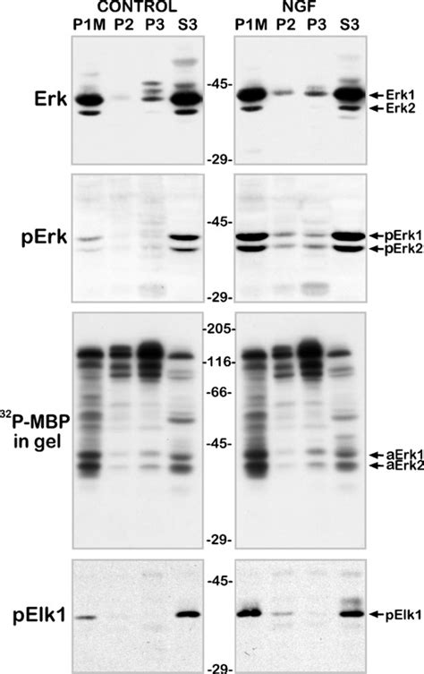 Distribution Of Erk Protein And Activity After Differential