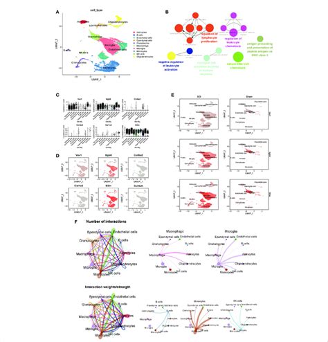 Scrna Seq Analysis Of The Subacute Phase Of Spinal Cord Injury A