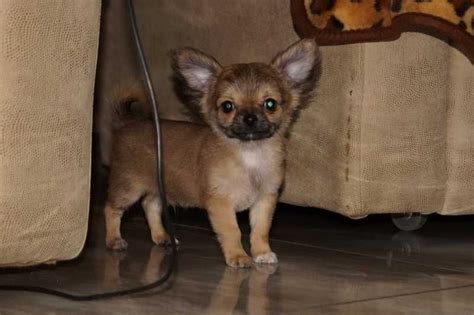 Рудий хлопчик у продажу 7 000 грн Собаки Кривой Рог на Olx