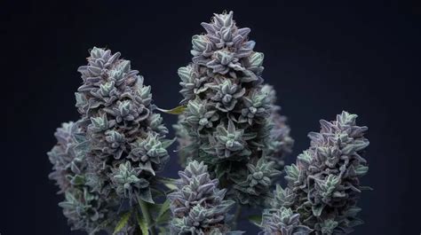 Fantasy Melon Strain Review Cannabis Effects And Flavor