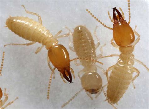 Formosan Termites Pictures Signs Treatment And Damage Pestbugs