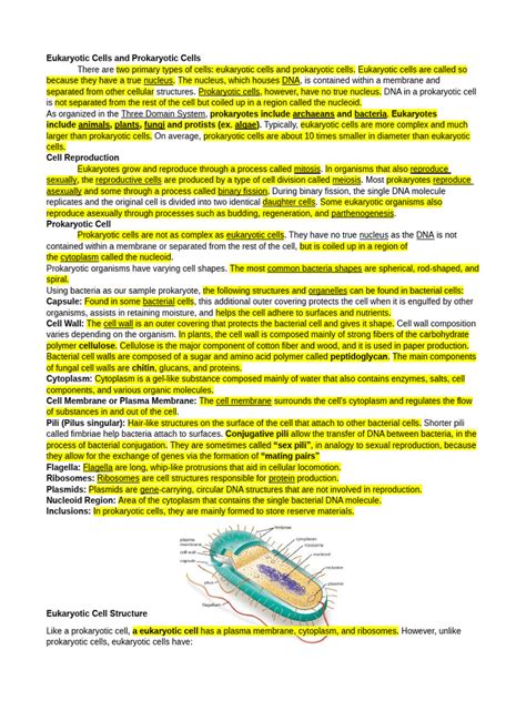 Cell Type 1 Pdf Cell Biology Epithelium