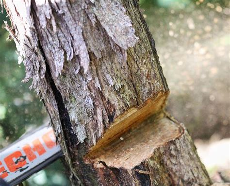 Arborist Auckland Quick Online Quotes Tree Services Auckland Wide