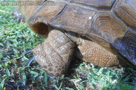 Gopherus Agassizii Natural History Care And Photo Gallery