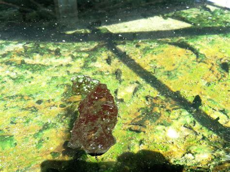 Whats That Green Stuff Growing In Your Cooling Tower Understanding Algae And Biofilm Growth