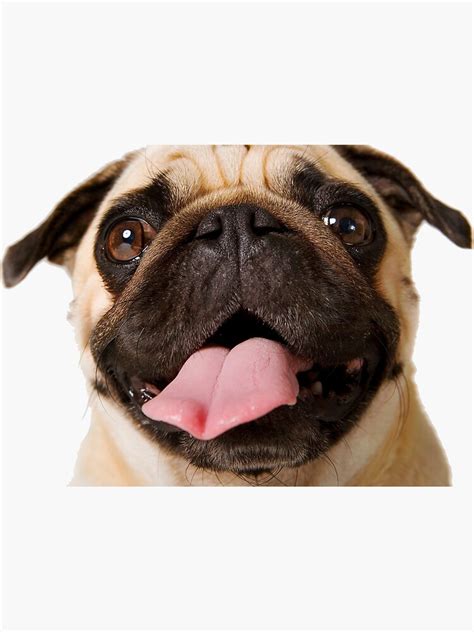 Cute Pug Face Sticker By Bl3designco Redbubble