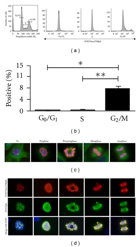 H3k79me3t80ph Is Mitosis Associated A Representative Flow Cytometry