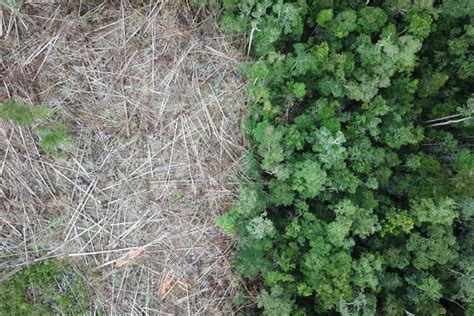 Record High Global Tree Cover Loss Driven By Agriculture