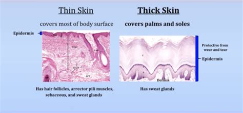 Integument Lecture Flashcards Quizlet