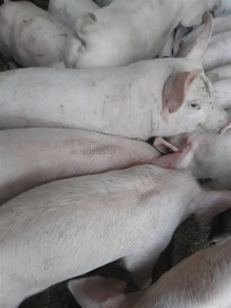 Продавам малки прасенца Прасета Селскостопански животни Окоп