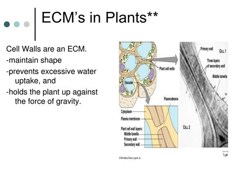 PPT Cell Structure PowerPoint Presentation Free Download ID 2684101