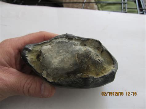 Fossilized Clam Or Fossil ID The Fossil Forum