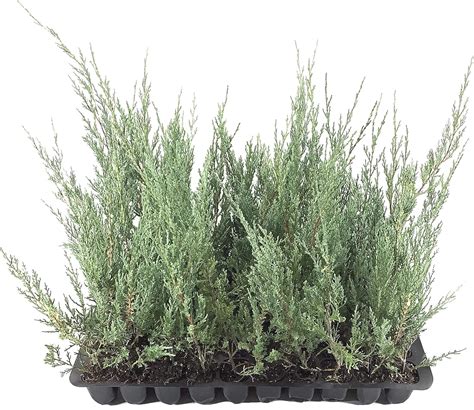 Juniper Burkii 30 Live Trees Juniperus Virginiana Evergreen Screening Red