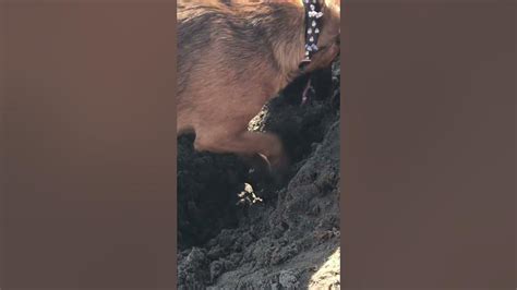 Капатыч Youtube