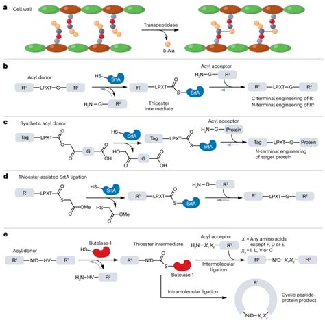 Biochemistry Of Protein And Peptide Ligations Mediated By Sortase And