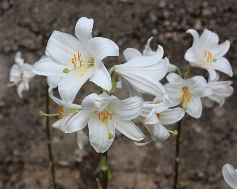 200 무료 흰 백합 꽃 And 백합 이미지 Pixabay