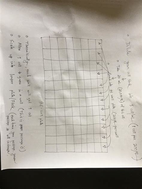 Passage 0 Of A Cell Line Researchgate