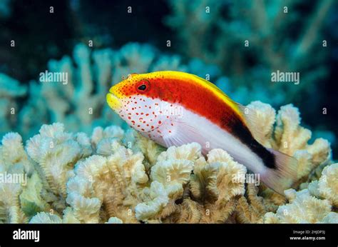 A Freckled Hawkfish Paracirrhites Forsteri Perches On A Hard Coral