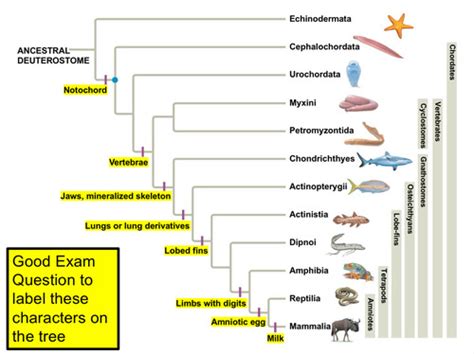 Bio 1202 Chapter 34 Flashcards Quizlet