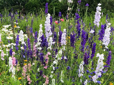 Plant Faqs Delphinium Consolida