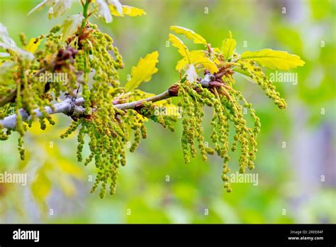 Oak Tree Flower