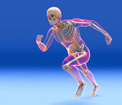 Skeletal System Function And Components