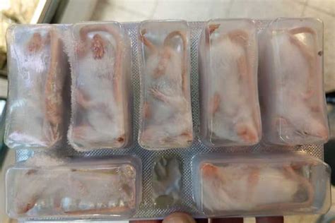 Frozen Feeder Mice The 12 Best Places To Get Them Wildlife Informer