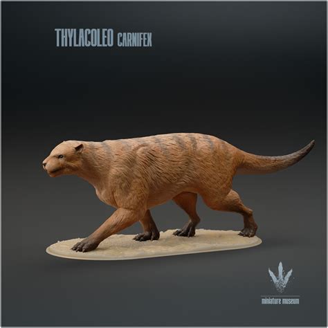 3d Printable Thylacoleo Carnifex The Marsupial Lion By Miniature Museum