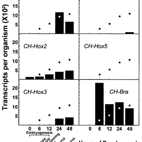 Transcripts Of Hox Cluster Genes And The Brachyury Gene Per Embryo Or