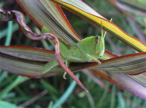Differential Grasshopper Melanoplus Differentialis Pics Learning