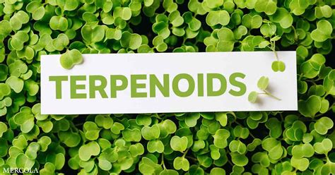 What Are Terpenoids Myappcodes