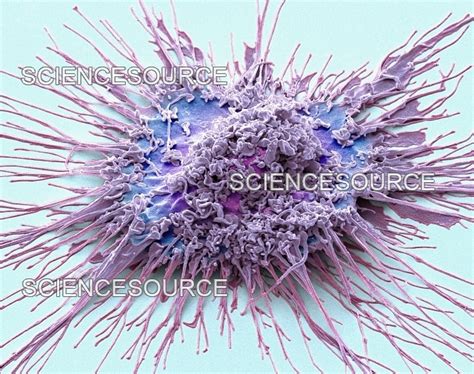 Dendritic Cell Scanning Electron Micr Stock Image Science Source