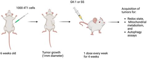 Experimental Design Female Balb C Mice Were Divided Into Two Groups Download Scientific