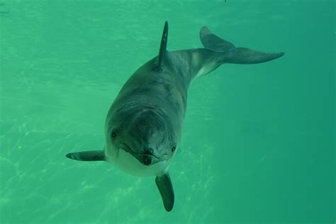 Harbour Porpoise Wikipedia
