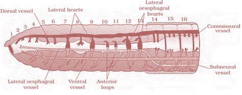 Earthworm Circulatory System Copy Of Anatomy Of A Worm