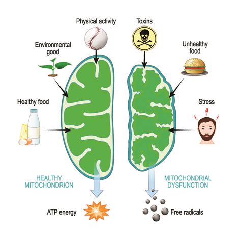 Mitochondrial Health - Renewed Vitality