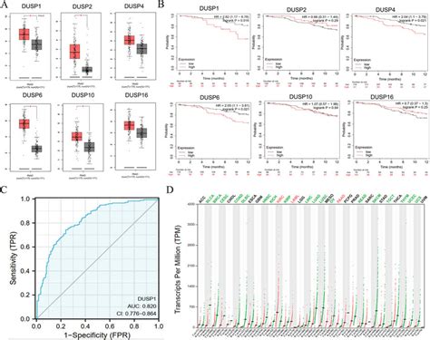 Dusp1 Expression In Pancreatic Cancer A Different Expression Levels
