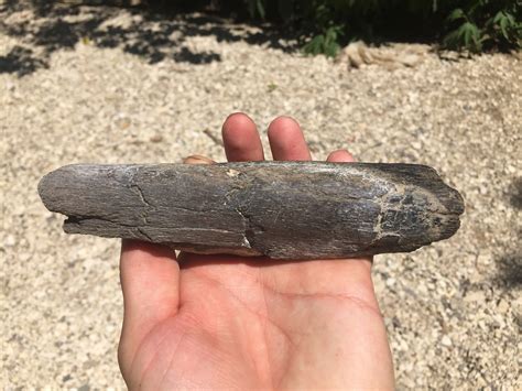 7 20 17 Cretaceous Bone Help North Tx Fossil Id The Fossil Forum