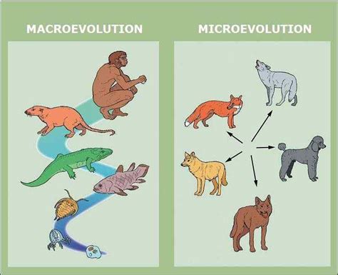 Macroevolution Biology Simple